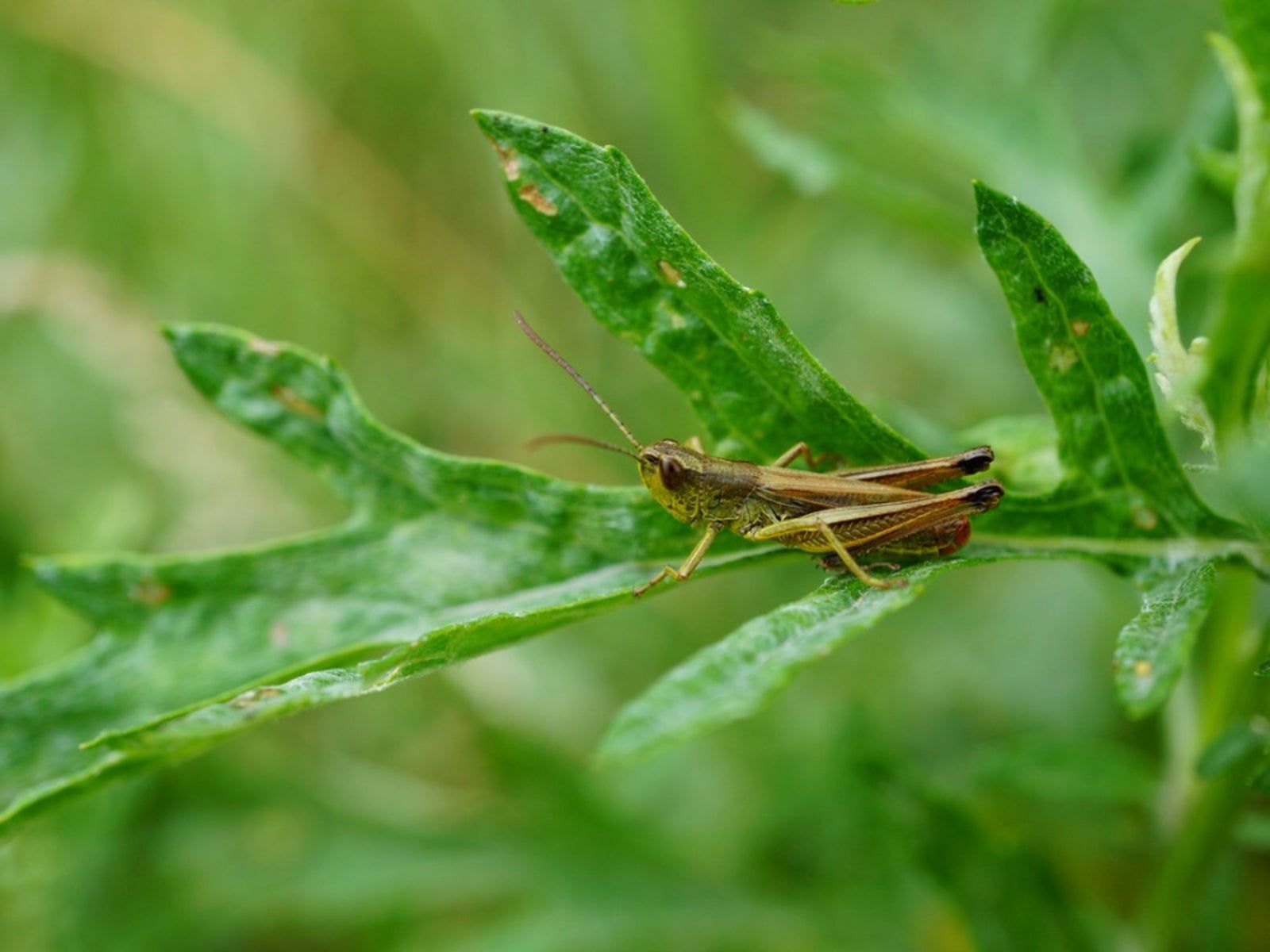 Nosema Locustae Bait For Gardens - How To Use Nomesa Locustae Pest ...
