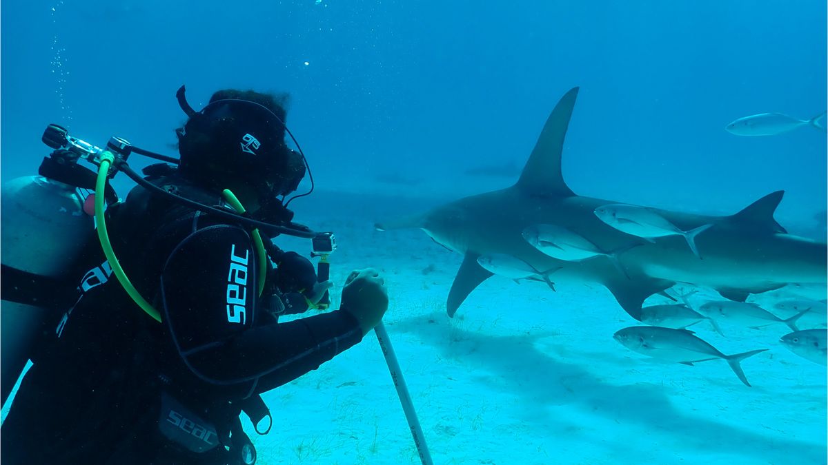 How to watch SharkFest 2023: National Geographic's month of shark ...