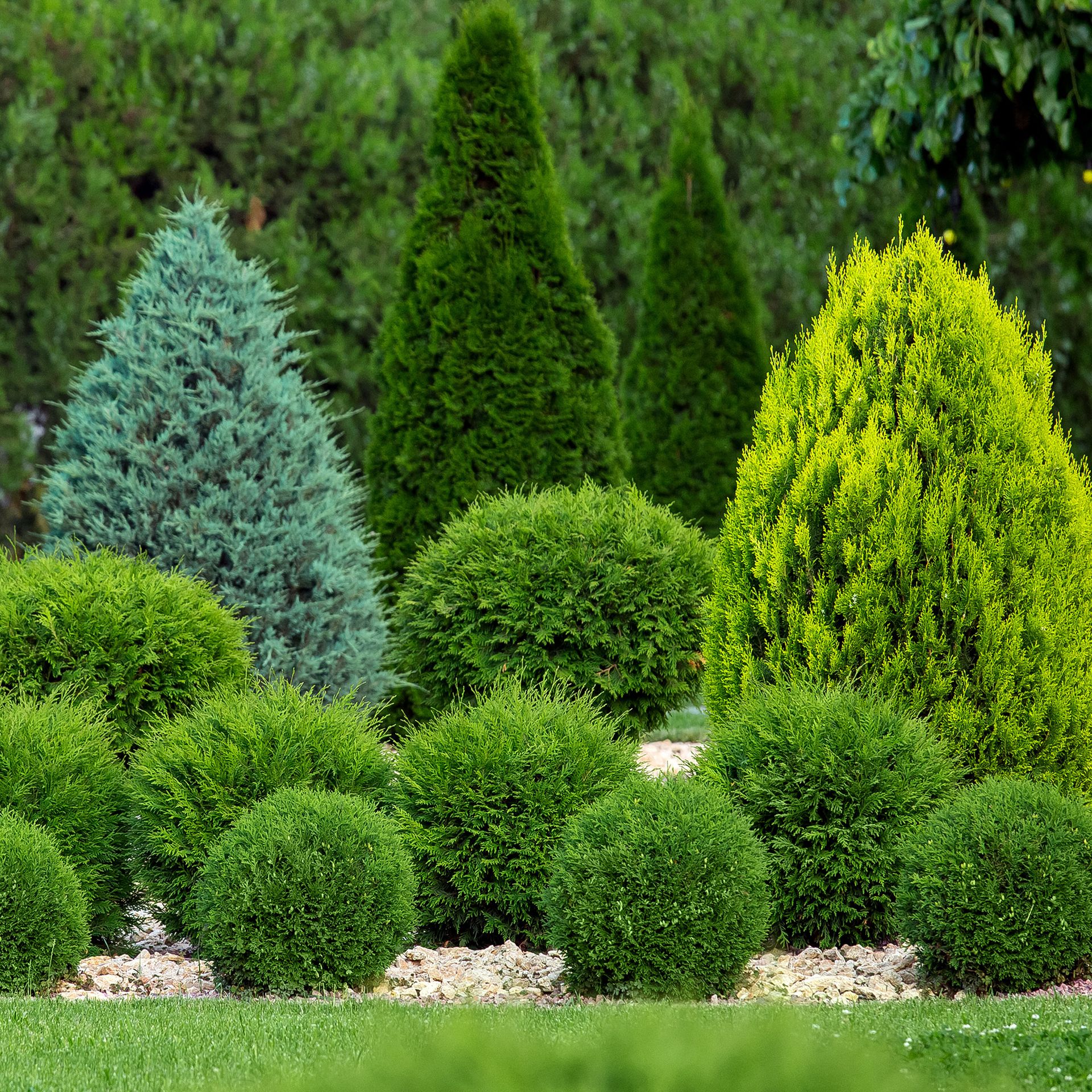 Tips & Information about Shrubs | Gardening Know How