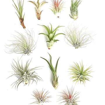 Types of air plants: 8 varieties and how to care for them | Homes and ...