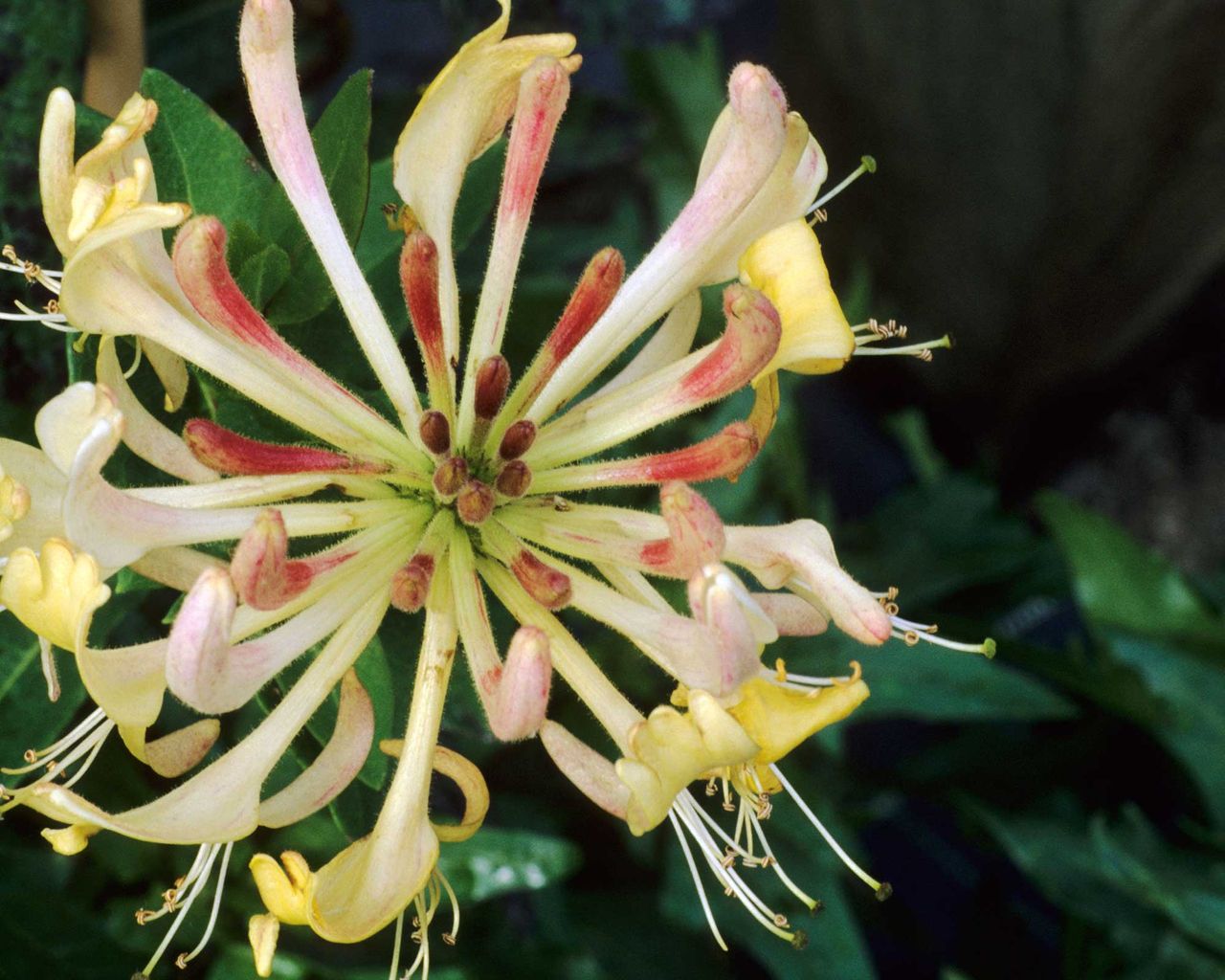 Types of honeysuckle: 10 beautiful varieties for your garden | Gardeningetc