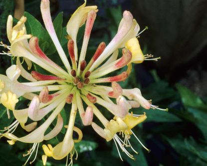 Types of honeysuckle: 10 beautiful varieties for your garden | Gardeningetc