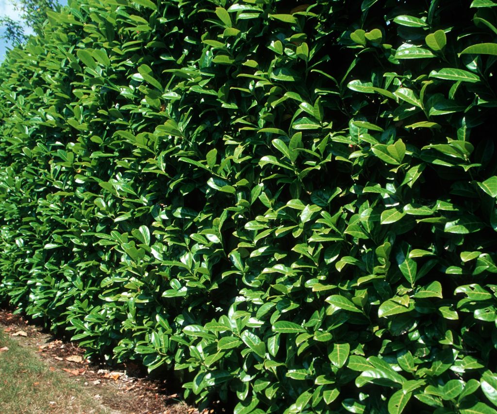 How and when to prune laurel: keep its growth in check | Homes and Gardens