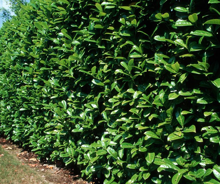How and when to prune laurel: keep its growth in check | Homes and Gardens
