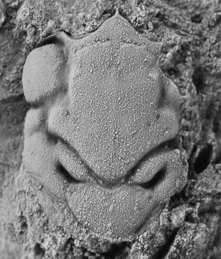 Image Gallery: Tiny Crustaceans Found in Fossil Reef | Live Science