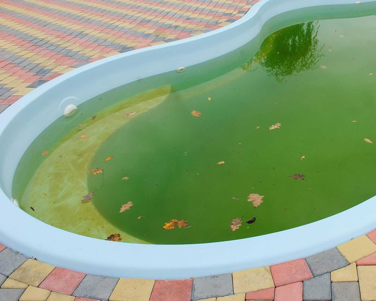 Mustard algae in a pool: simple steps to get rid of it | Gardeningetc