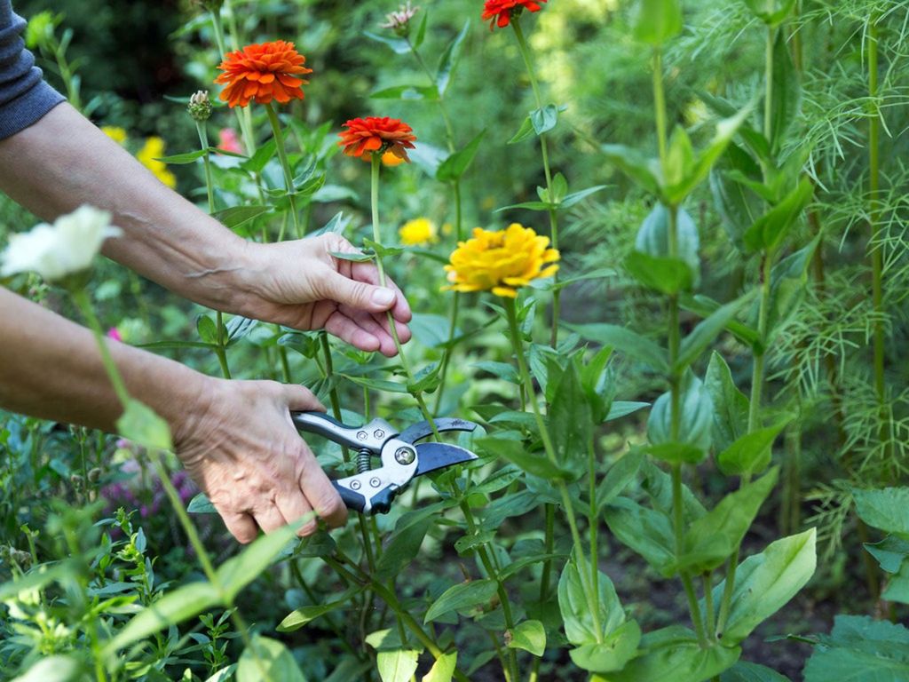 How To Harvest Cut Flowers: Harvesting Flowers From Cutting Gardens ...