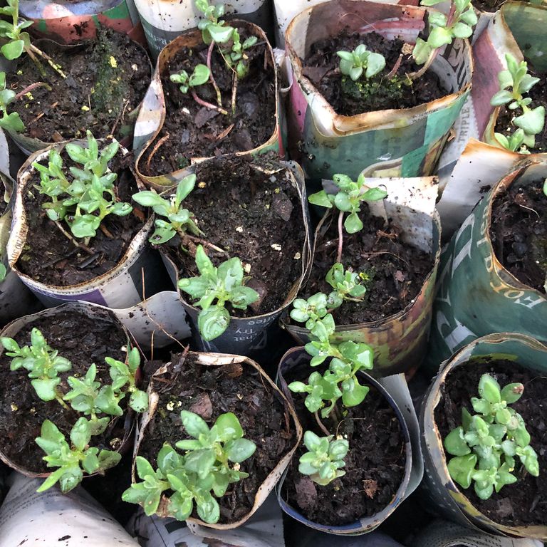 How to make seed pots out of newspaper | Ideal Home