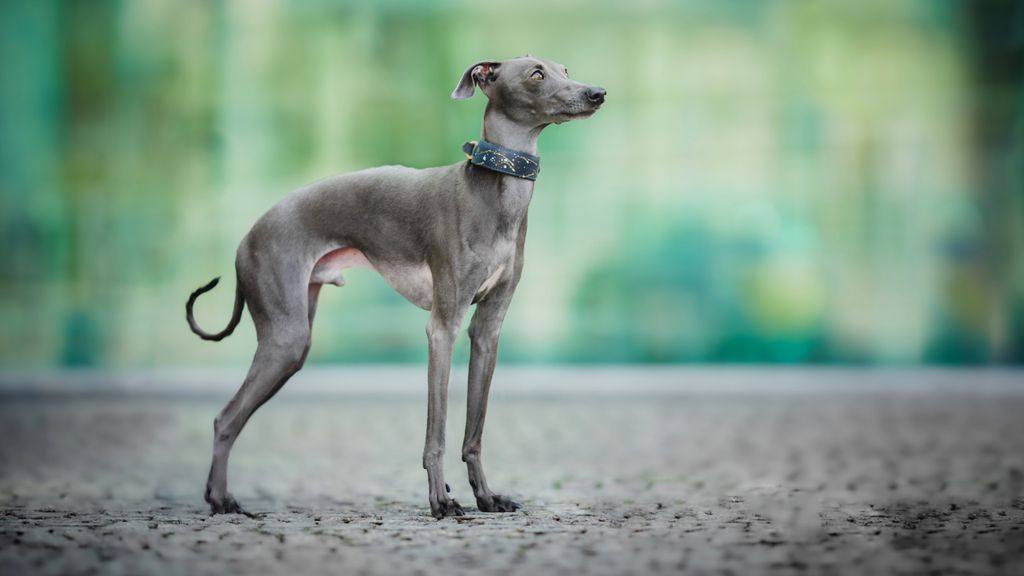 The fastest dog breeds – and their top speeds | PetsRadar