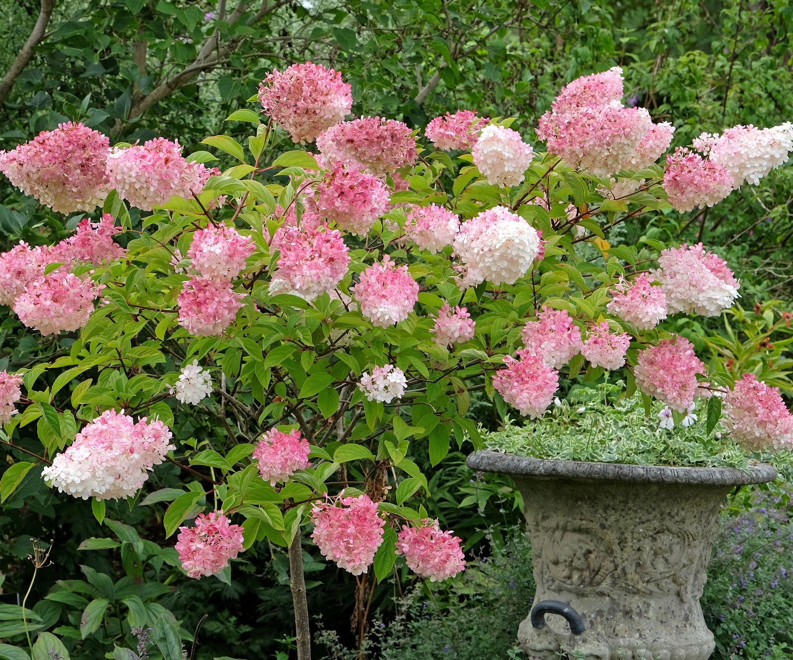 Hydrangea Meaning: The Rich Symbolism of a Garden Favorite | Gardening ...