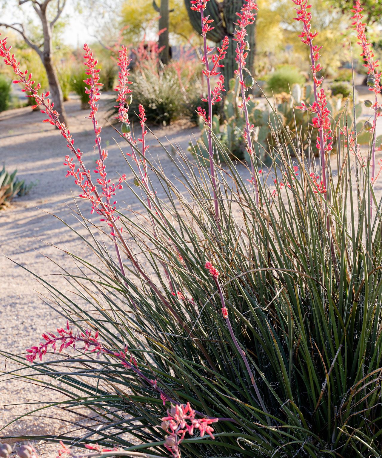 Best plants for full sun – 10 best expert picks | Livingetc