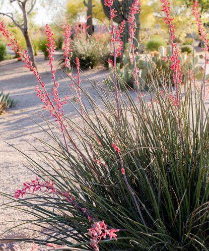 Best plants for full sun – 10 best expert picks | Livingetc