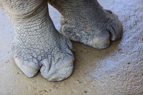 13 Extremely Weird Animal Feet | Live Science