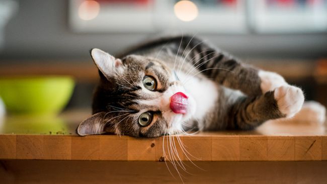 How to discipline a cat and encourage good behavior | PetsRadar