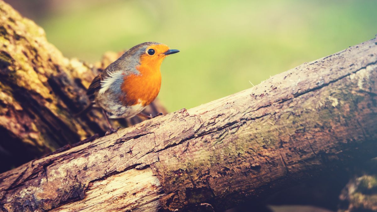 Guide to better bird photography | PetsRadar