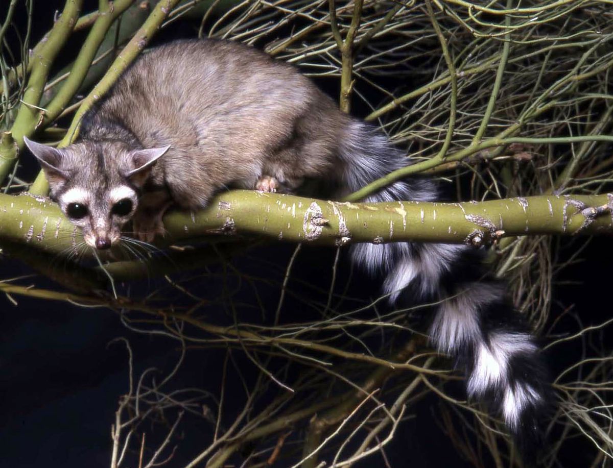 Ringtail Cats: Photos of the 'Cutest Animal in North America': Page 2 ...