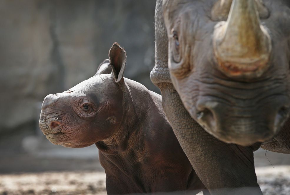 Meet the cutest zoo animals born in 2013 | The Week
