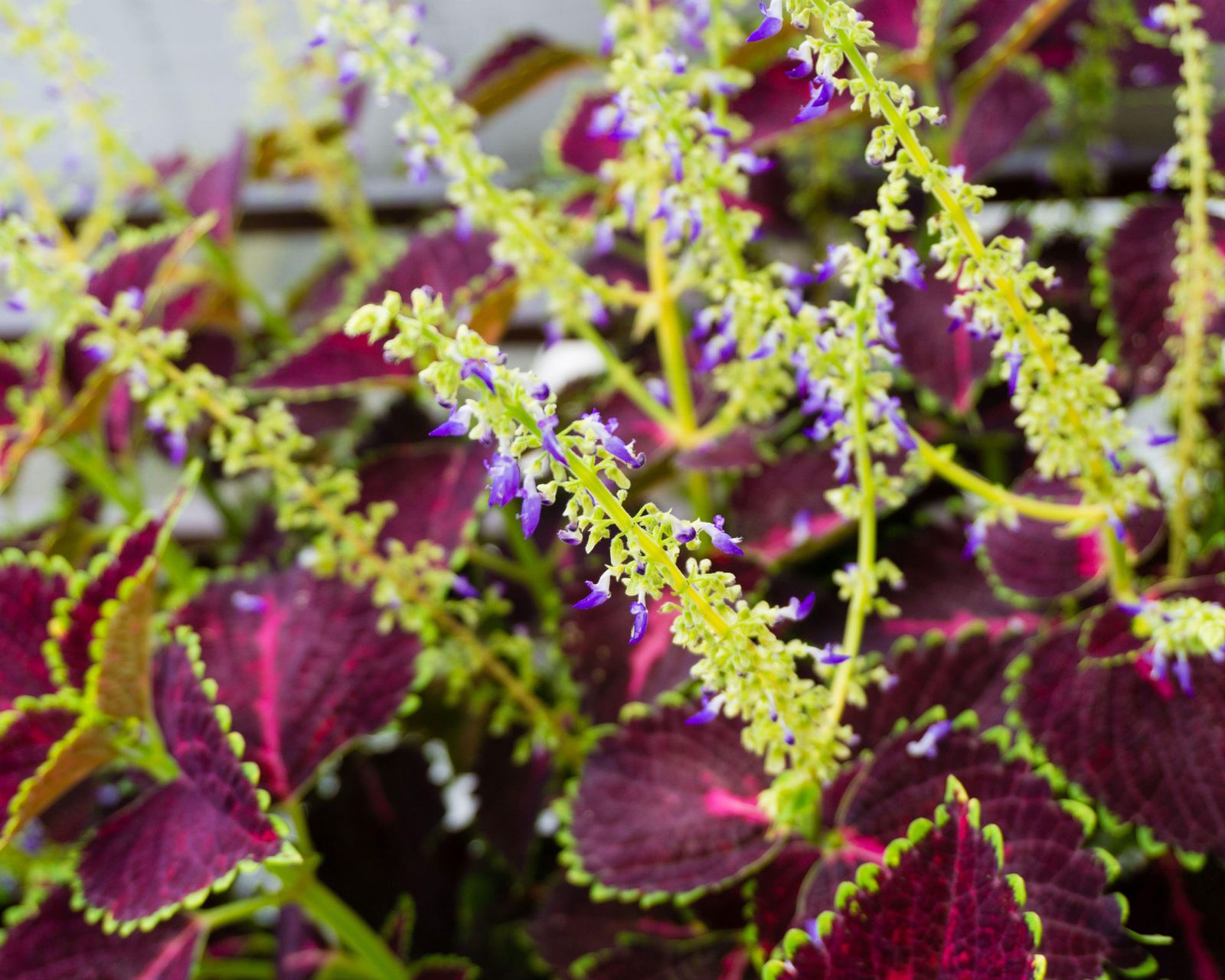 Coleus propagation: how to get more plants | Gardeningetc