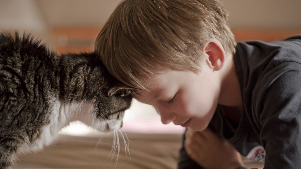 32 funny things cats do | PetsRadar