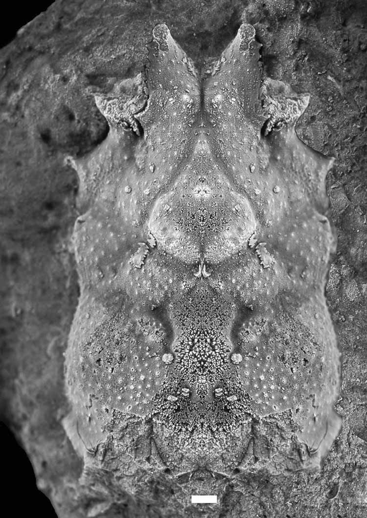 Image Gallery: Tiny Crustaceans Found in Fossil Reef | Live Science