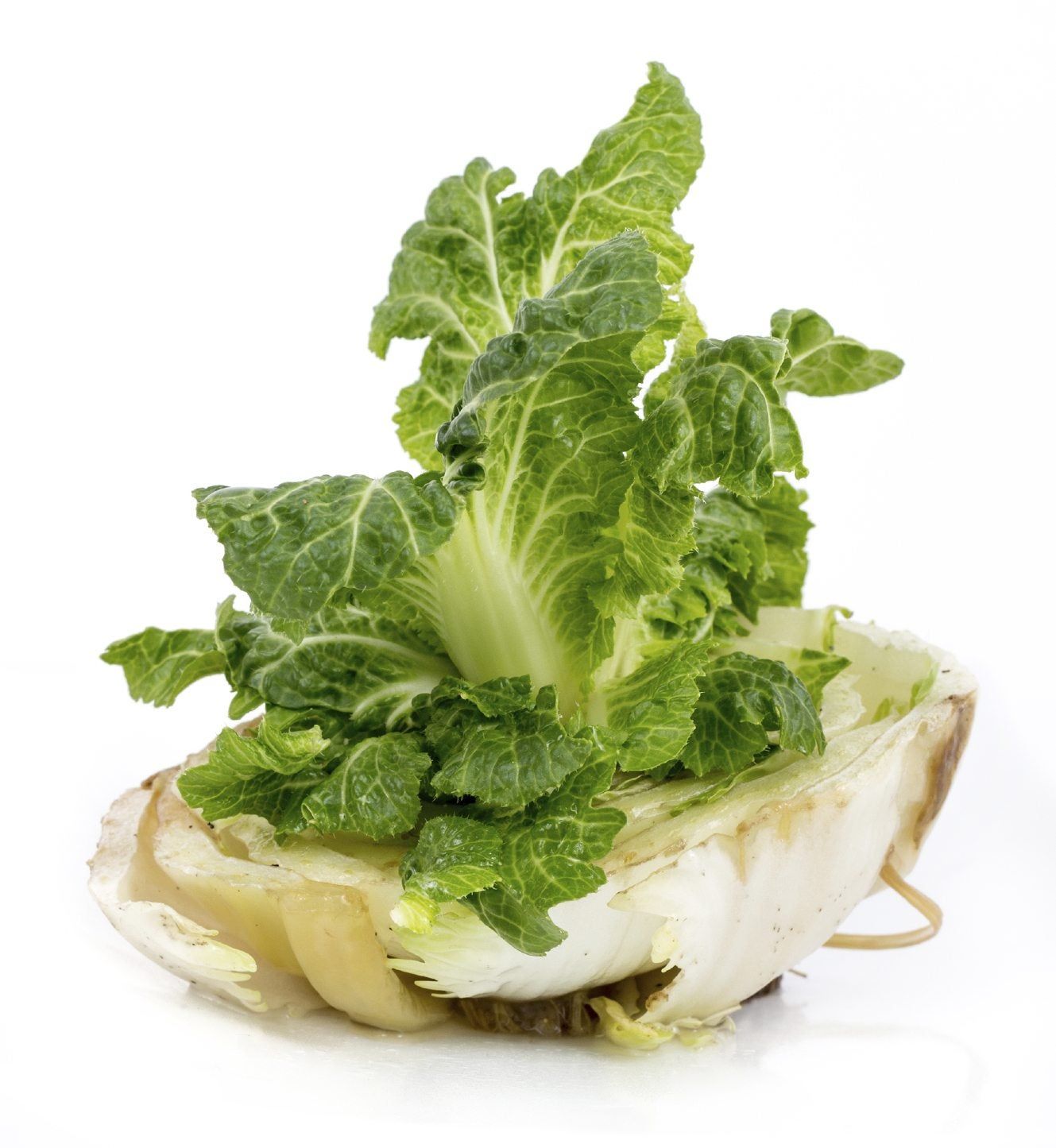 Can I Regrow Cabbage In Water: How To Grow Cabbage From Kitchen Scraps ...