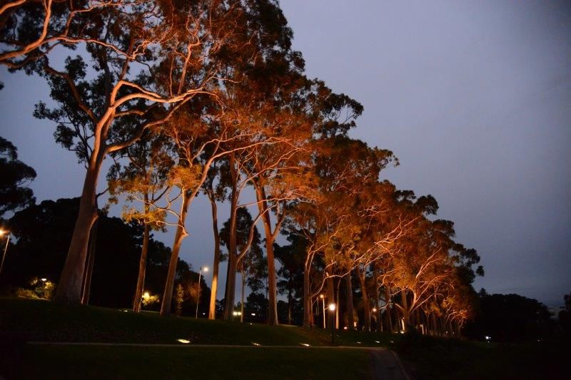 Martin by HARMAN Shines Light on Iconic Trees in Kings Park | AVNetwork