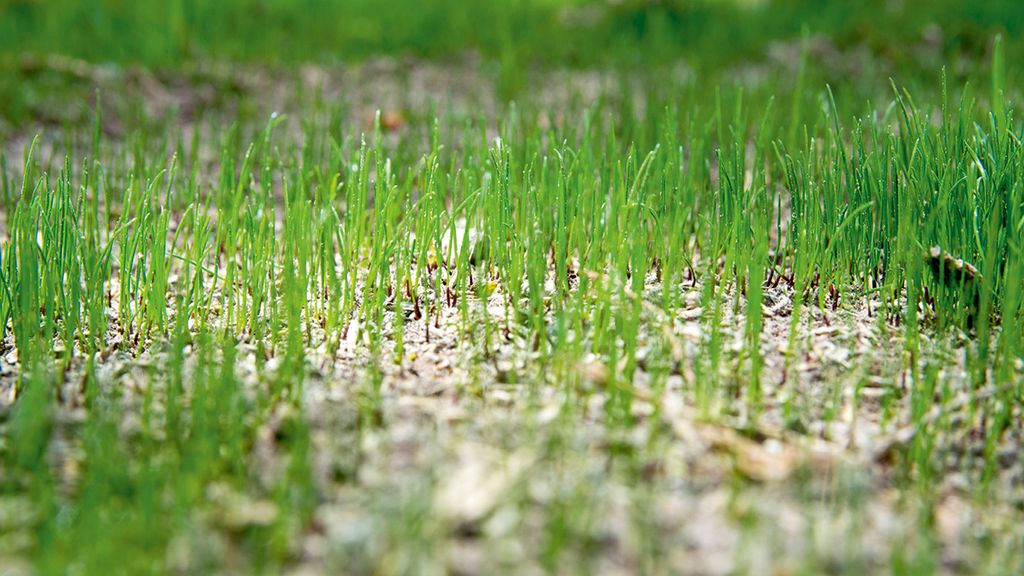 When to reseed a lawn for thriving new shoots | Homebuilding