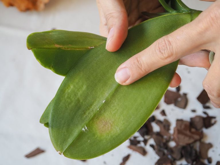 My Orchid Leaves Are Sticky: Treating An Orchid With Sticky Leaves ...