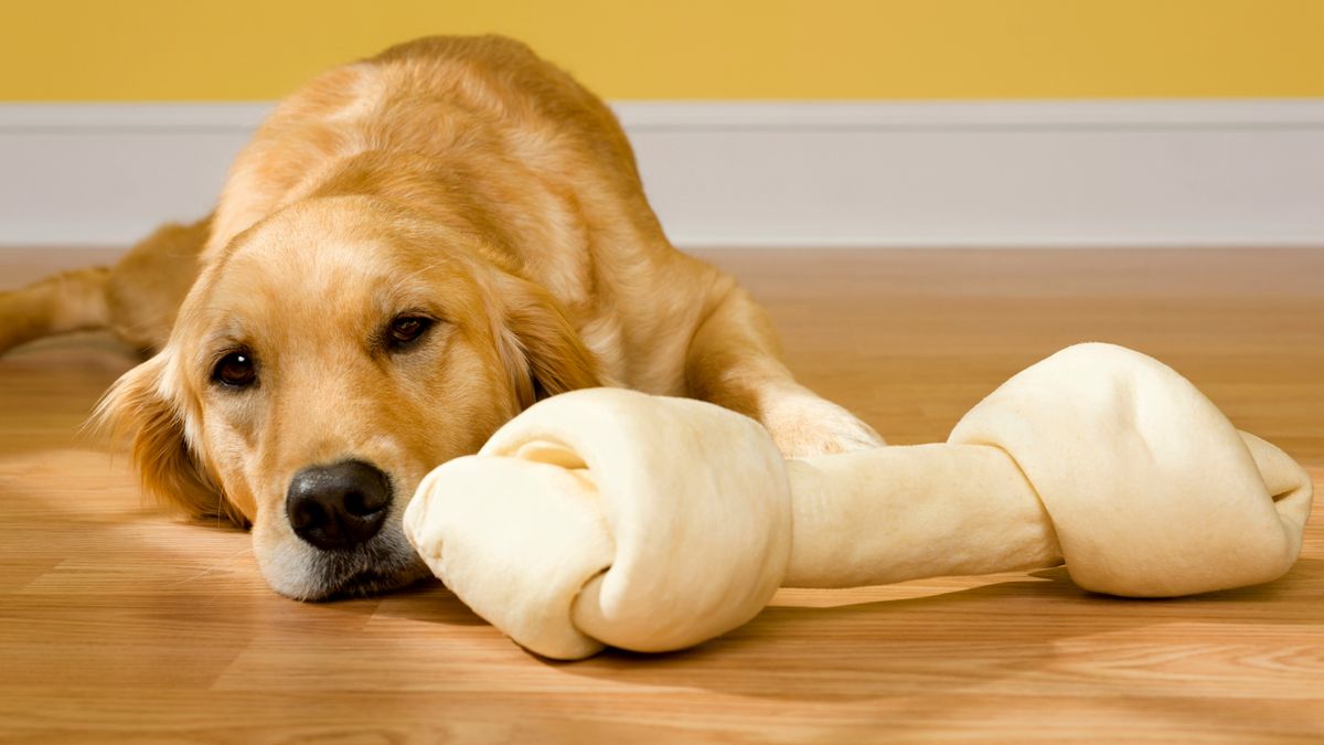 Is rawhide bad for dogs? A vet weighs up the risks and benefits | PetsRadar