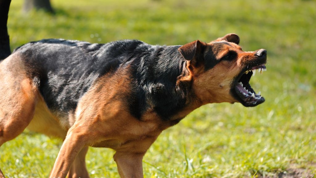 What to do you if you encounter aggressive dog behavior | PetsRadar