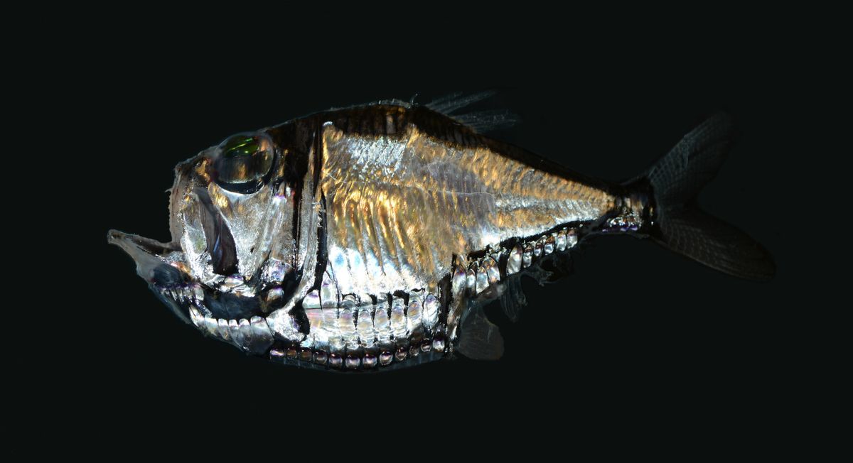 In Images: Glowing is Widespread in Marine Fishes | Live Science