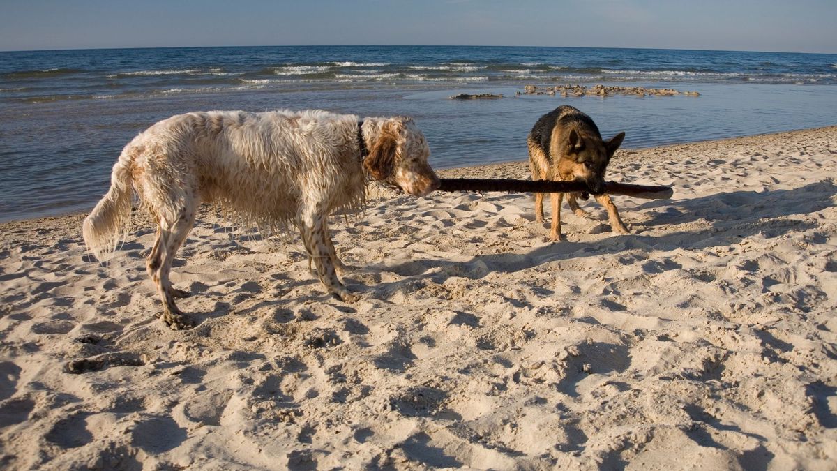 best dog-friendly beaches in the US | PetsRadar