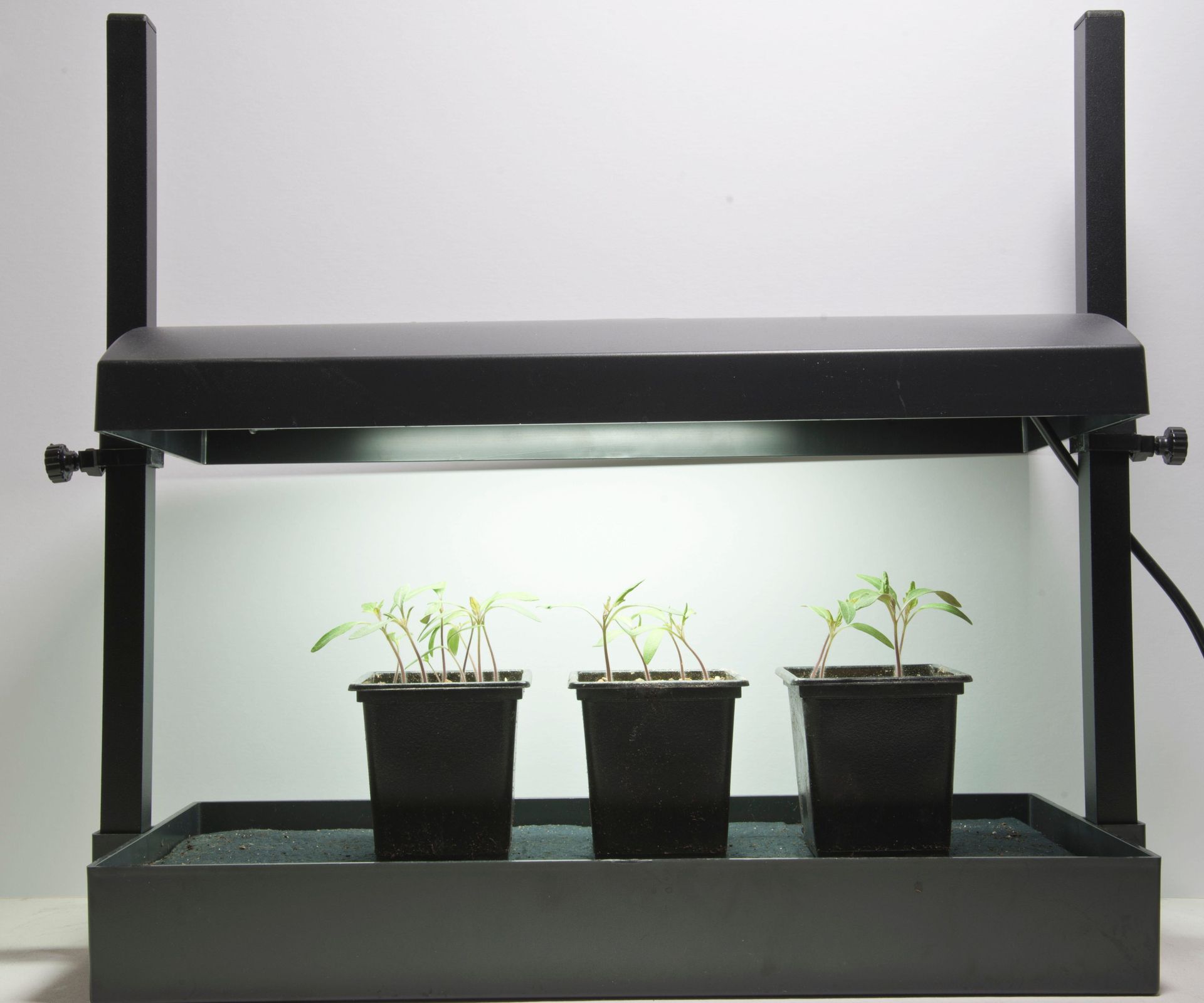 When to use grow lights and how long to use grow lights | Homes and Gardens