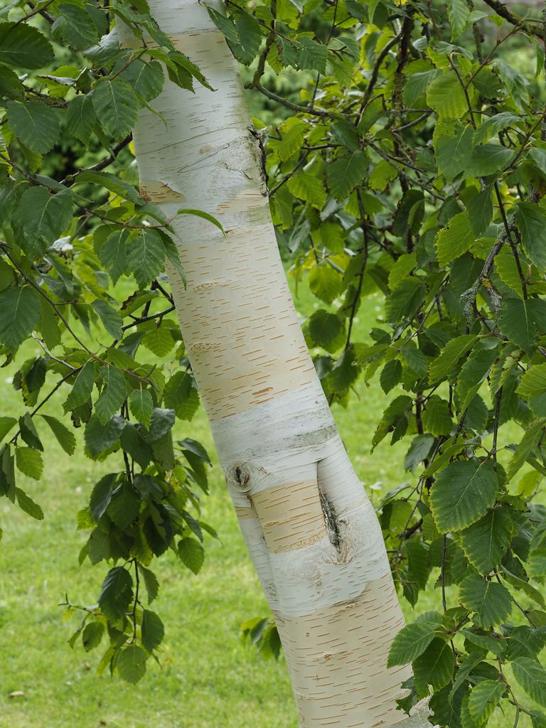 Trees with white bark: 10 varieties to bring contrast | Homes and Gardens