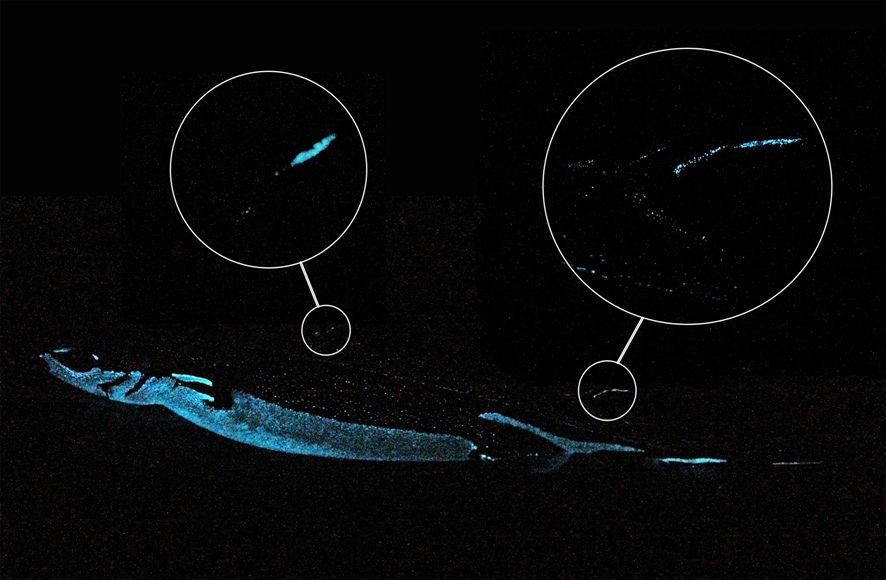 'Lightsaber' Spines Help Strange Shark Ward Off Predators | Live Science