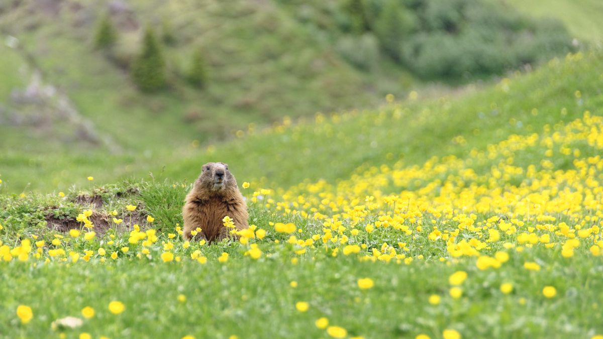 Are marmots dangerous? | Advnture