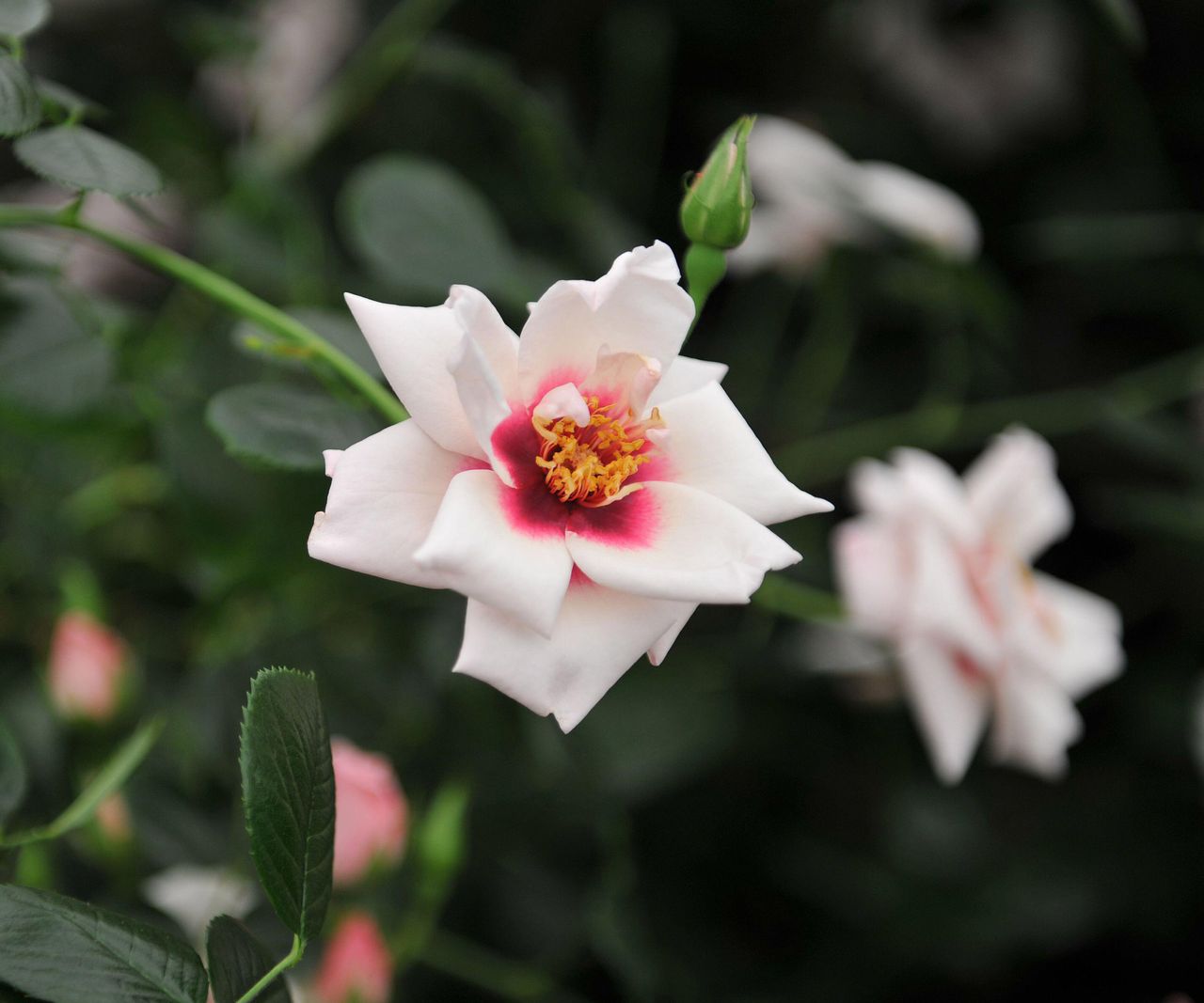Best climbing roses: 12 types for height, scent and color
