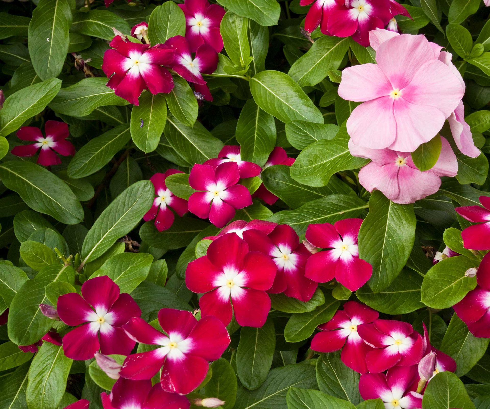 How to grow impatiens: expert advice for shade gardens | Homes and Gardens