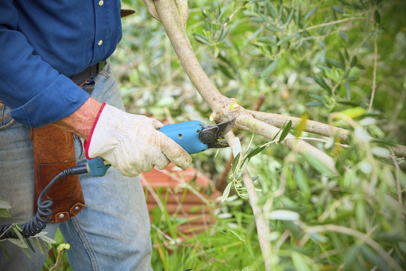 Guide To Trimming Olives: When Is The Best Time To Prune Olive Trees ...