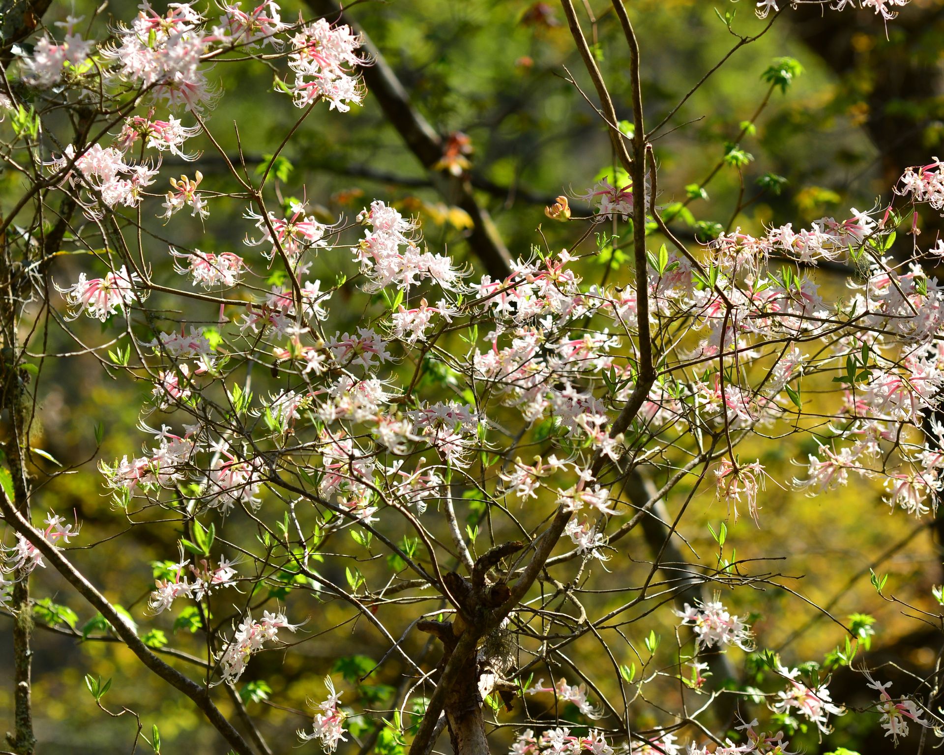 Complete Guide: How To Grow Wild Azalea For Spring Beauty | Gardening ...