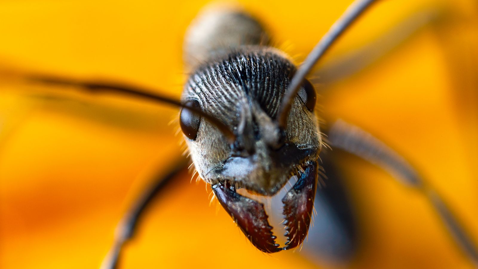 The Natural Way to Get Rid of Ants in Your Yard That Works | Gardening ...