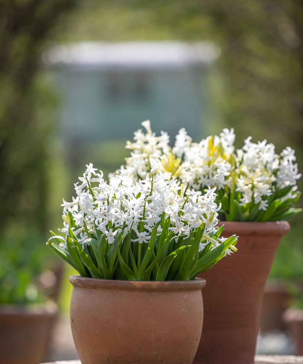 Best hyacinth varieties – 15 seasonal bulb choices | Homes and Gardens