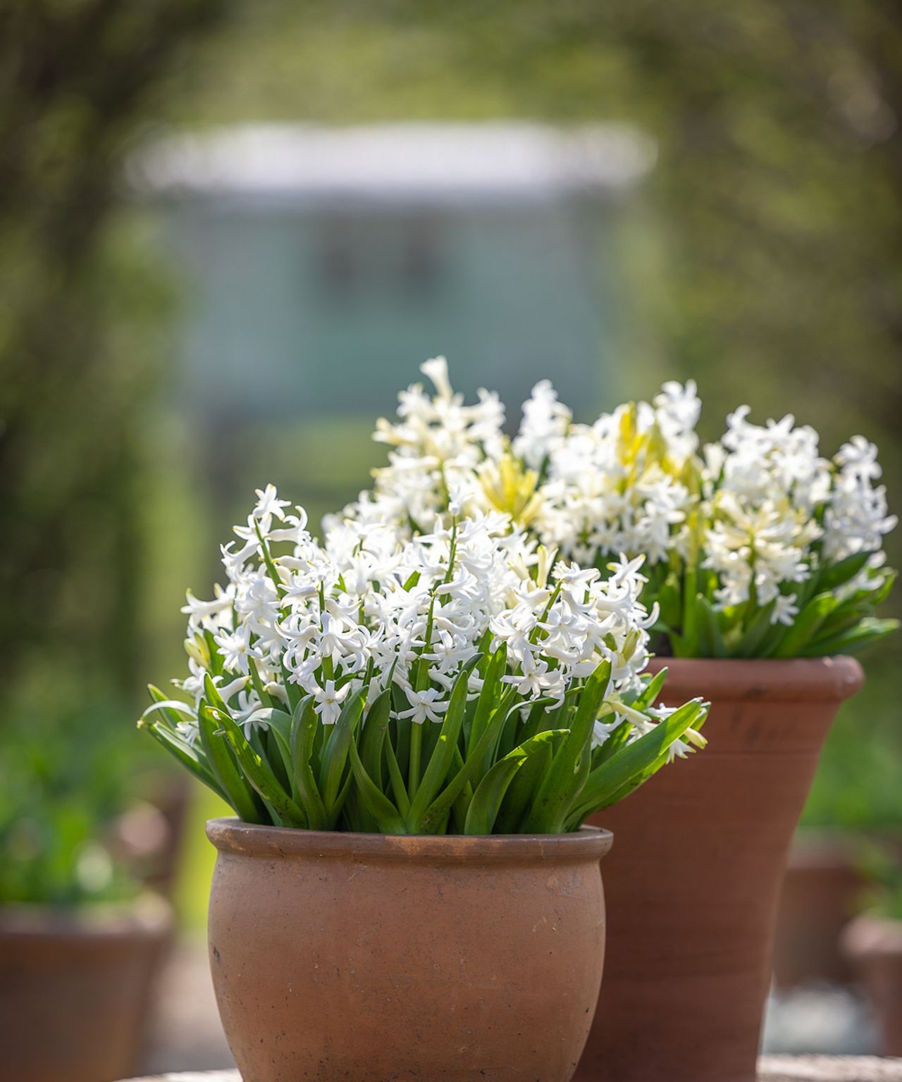 Best hyacinth varieties – 15 seasonal bulb choices | Homes and Gardens