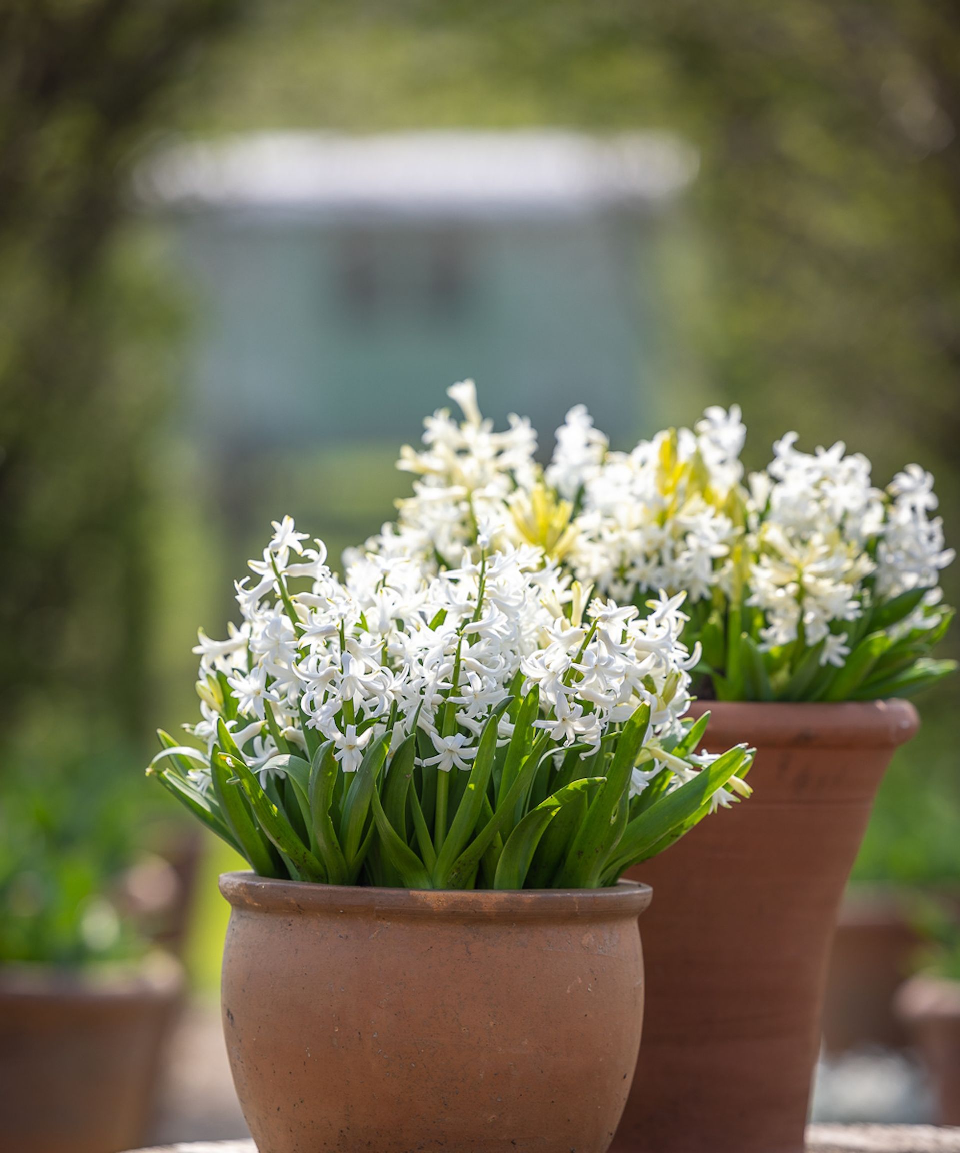 Best hyacinth varieties – 15 seasonal bulb choices | Homes and Gardens