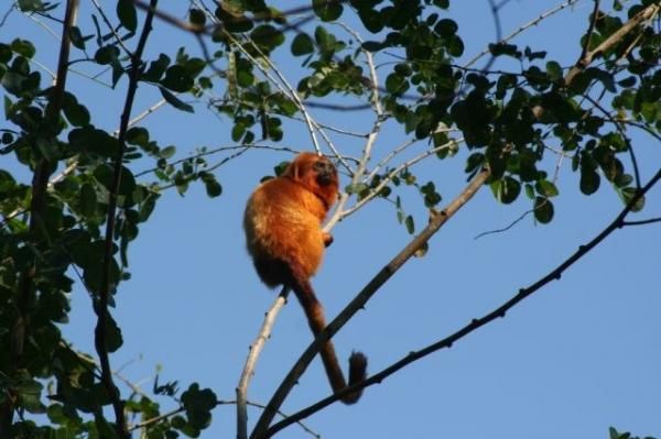 Brazilian Beauty: The Threatened Atlantic Forest | Live Science