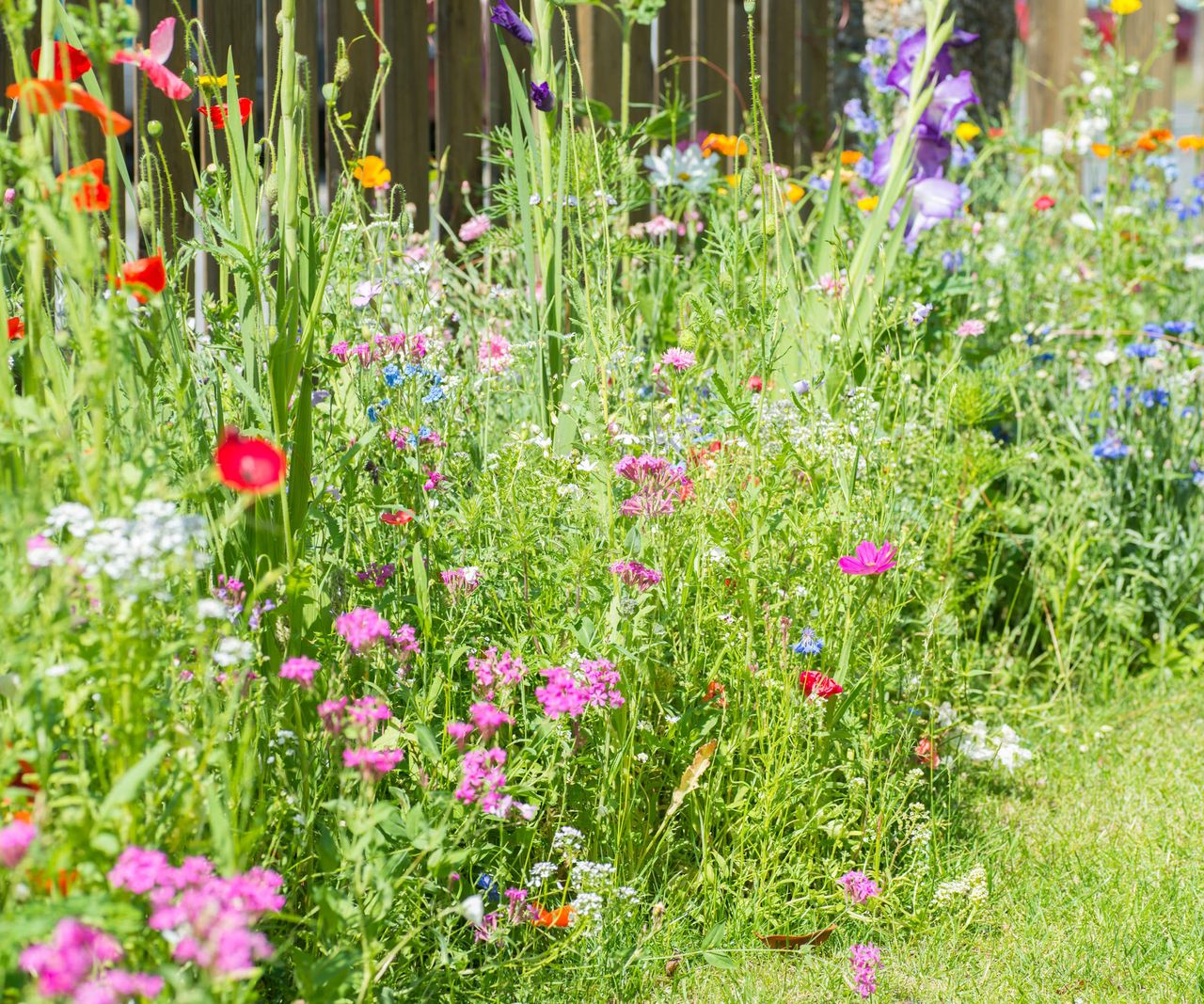 7 flowers to sow in March plus tips for planting seeds | Homes and Gardens