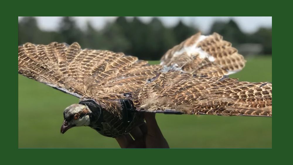 Okay, those new 'dead bird' drone designs are utterly terrifying ...