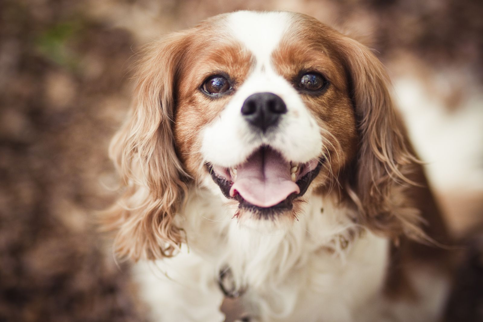The dogs we lost: 10 extinct British dog breeds | Country Life