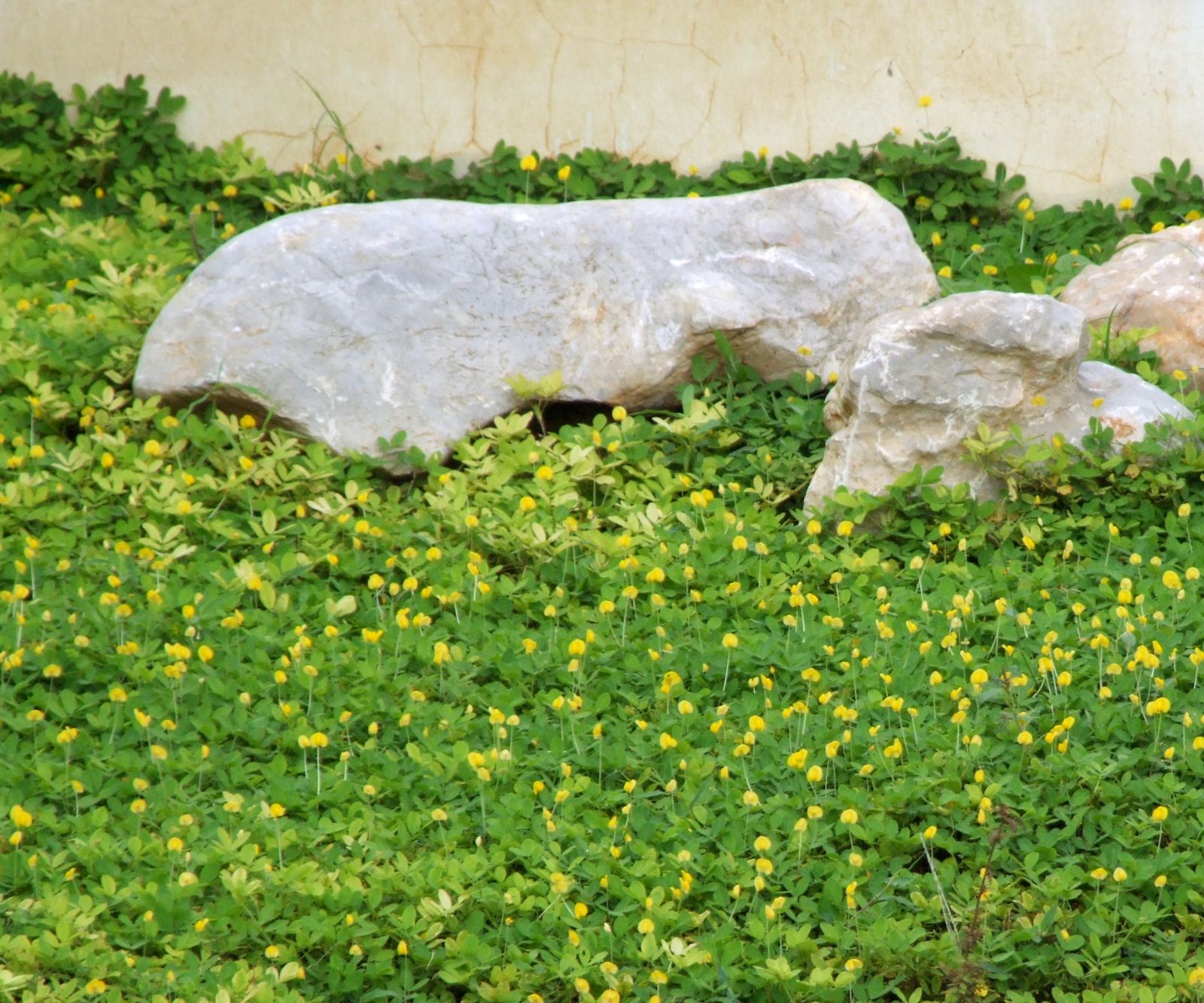 12 Best Alternatives To A Lawn For A Green Plot | Gardening Know How