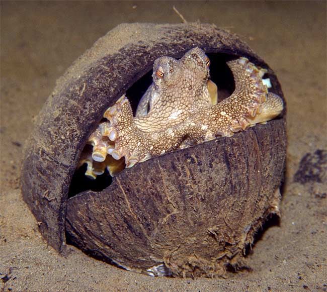 Clever Octopus Builds a Mobile Home | Live Science